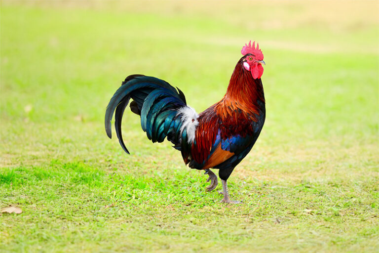 Rooster: The Dawn Herald of the Farm