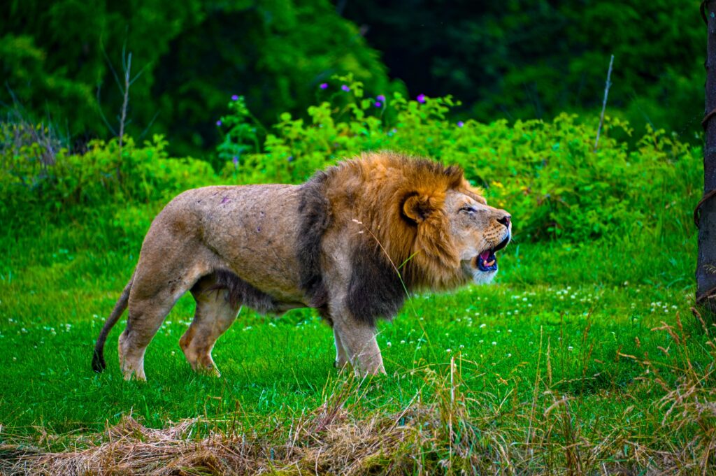 Majestic Lion: Symbol of Strength and Courage - Bird Animal Sound